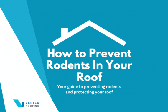 How to Prevent Rodents in Your Roof | Vertec Roofing
